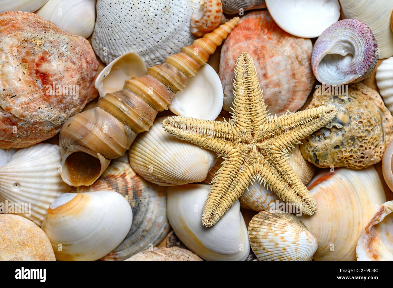 Seashells of various shapes and types. Background Stock Photo - Alamy