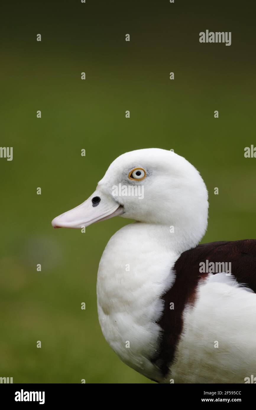 Radjah Shelduck - on land Tadorna radjah Cairns Qeensland, Australia ...