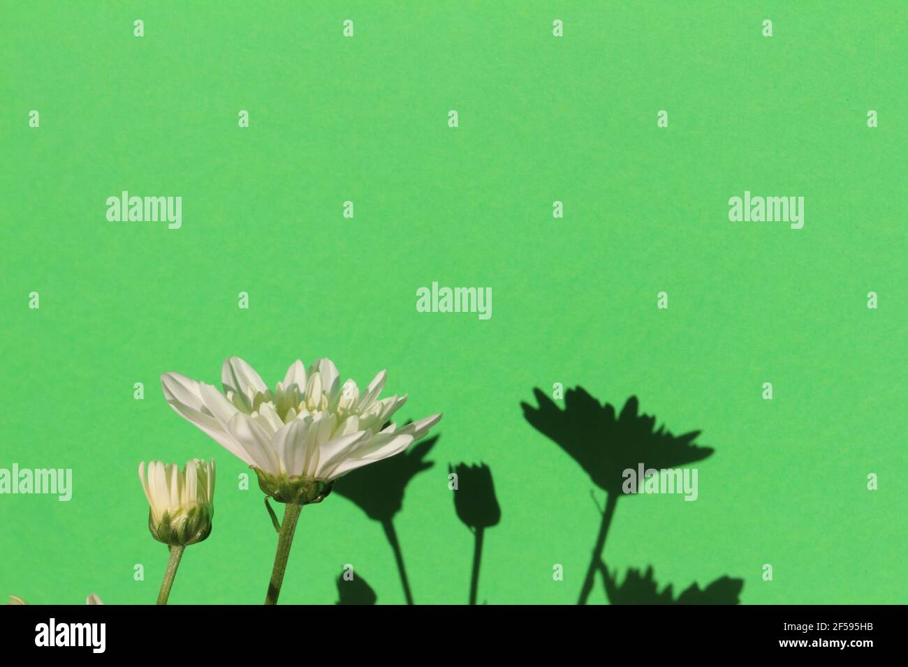 Shadow flowers hi-res stock photography and images - Alamy