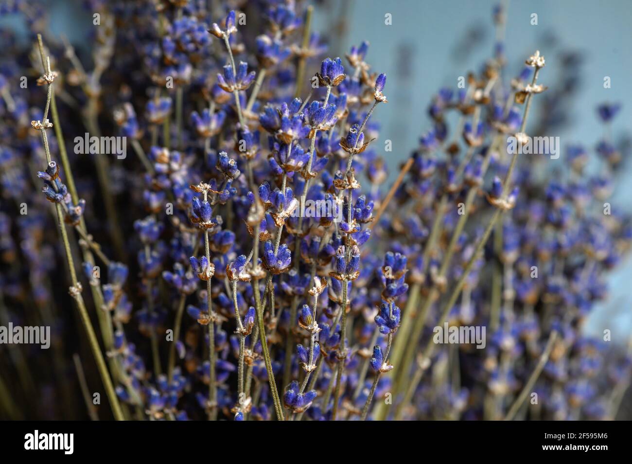 Hanging lavender bunches hi-res stock photography and images - Alamy