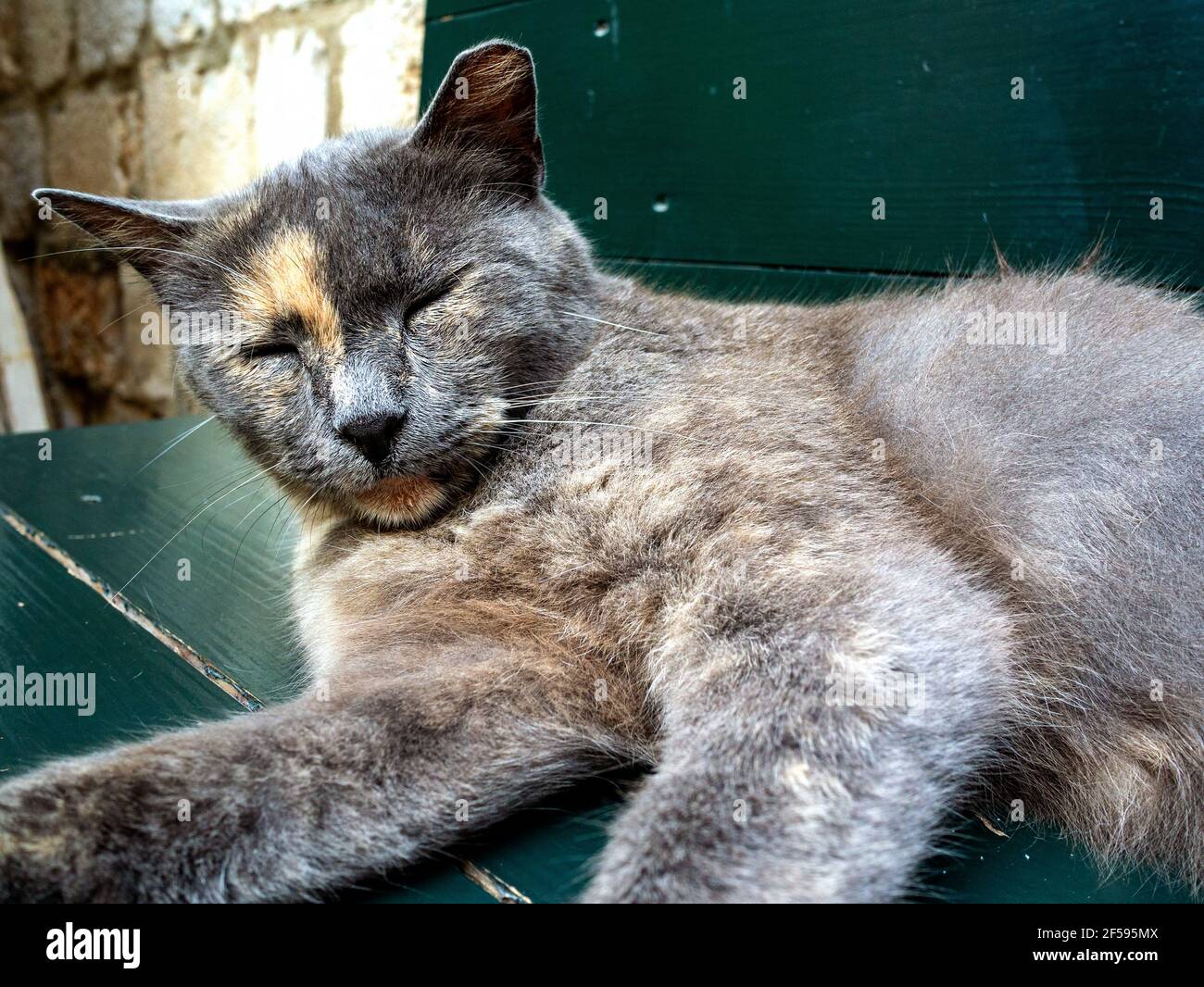 Dilute Tortoiseshell street cat resting in the sunshine in Croatia ...