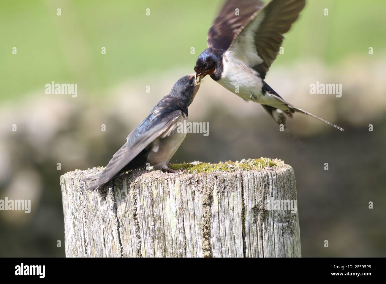 Wood swallow hi-res stock photography and images - Alamy