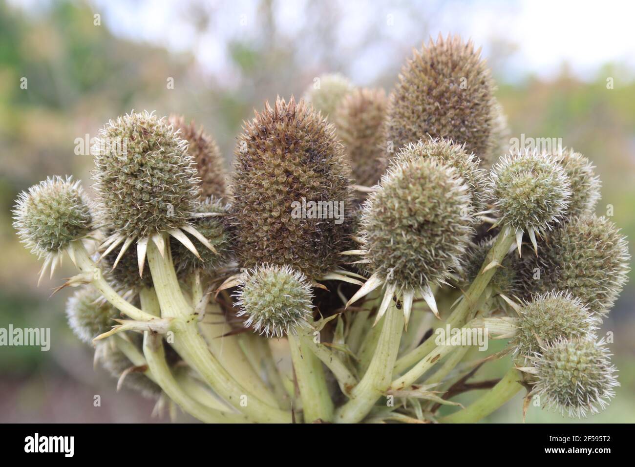 Large group of Thistle heads together Stock Photo - Alamy