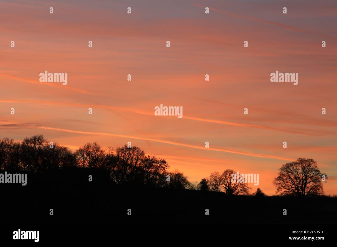 Sunset with treeline, large expanse of orange sky, silhouette of trees ...