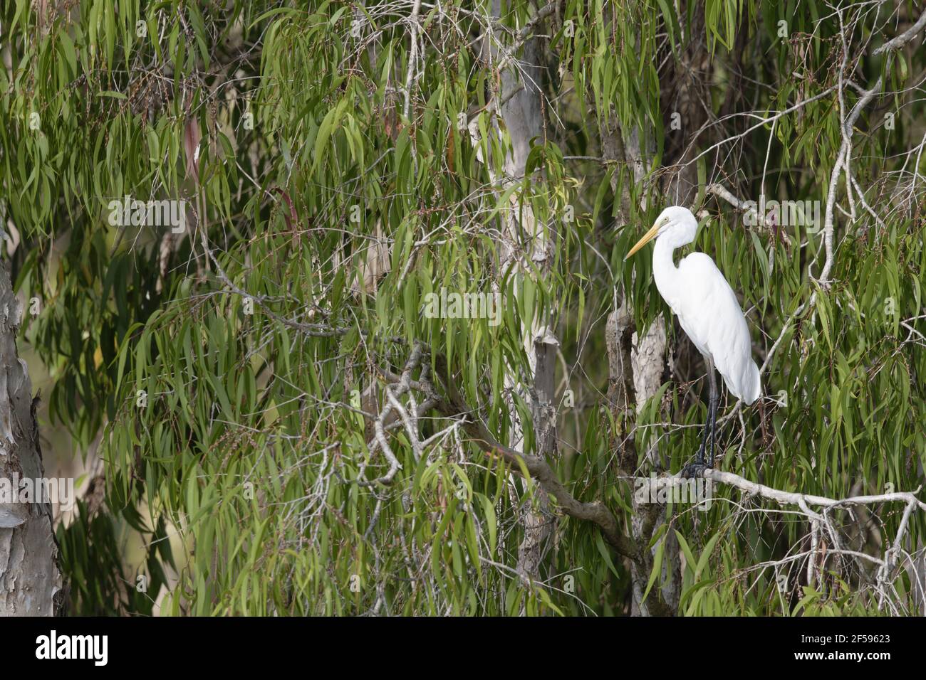 Australian egrets hi-res stock photography and images - Alamy