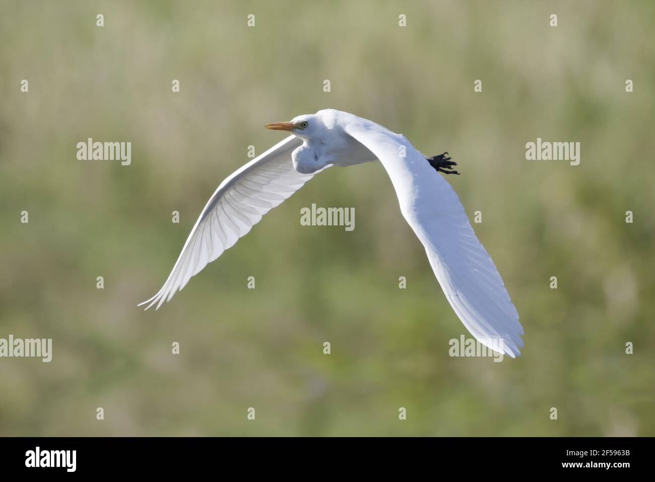 Intermediate Egret - in flight Ardea intermedia Gold Coast Queensland ...
