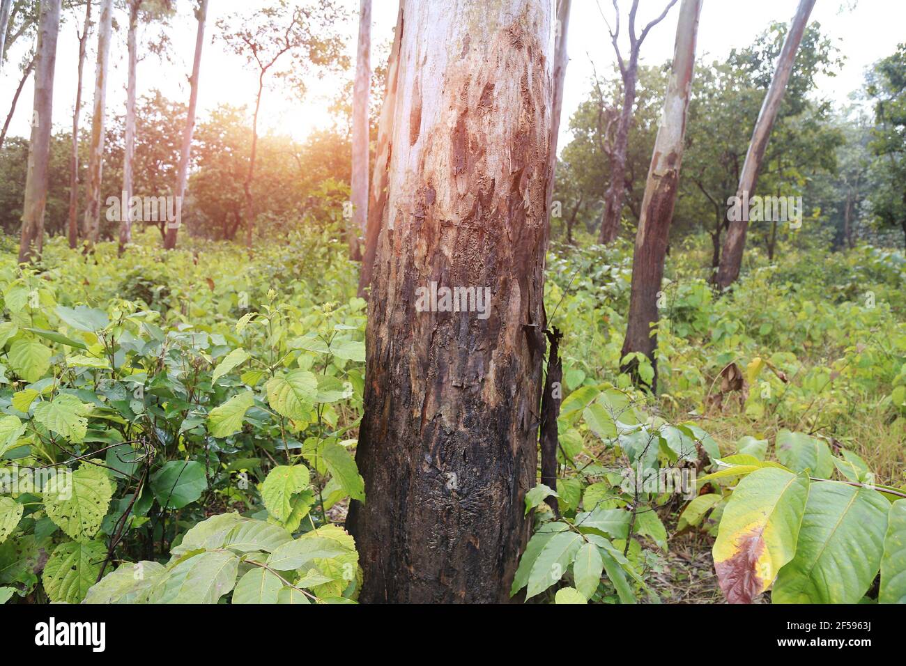 Hardwood eucalyptus hi-res stock photography and images - Alamy