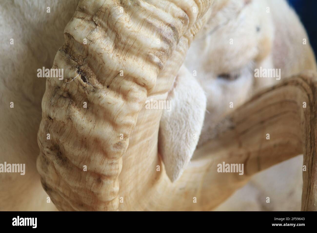 White ram hi-res stock photography and images - Alamy