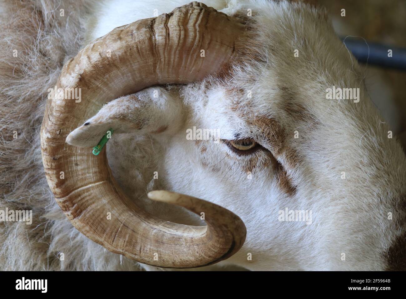 Sheep with curly horn Stock Photo - Alamy