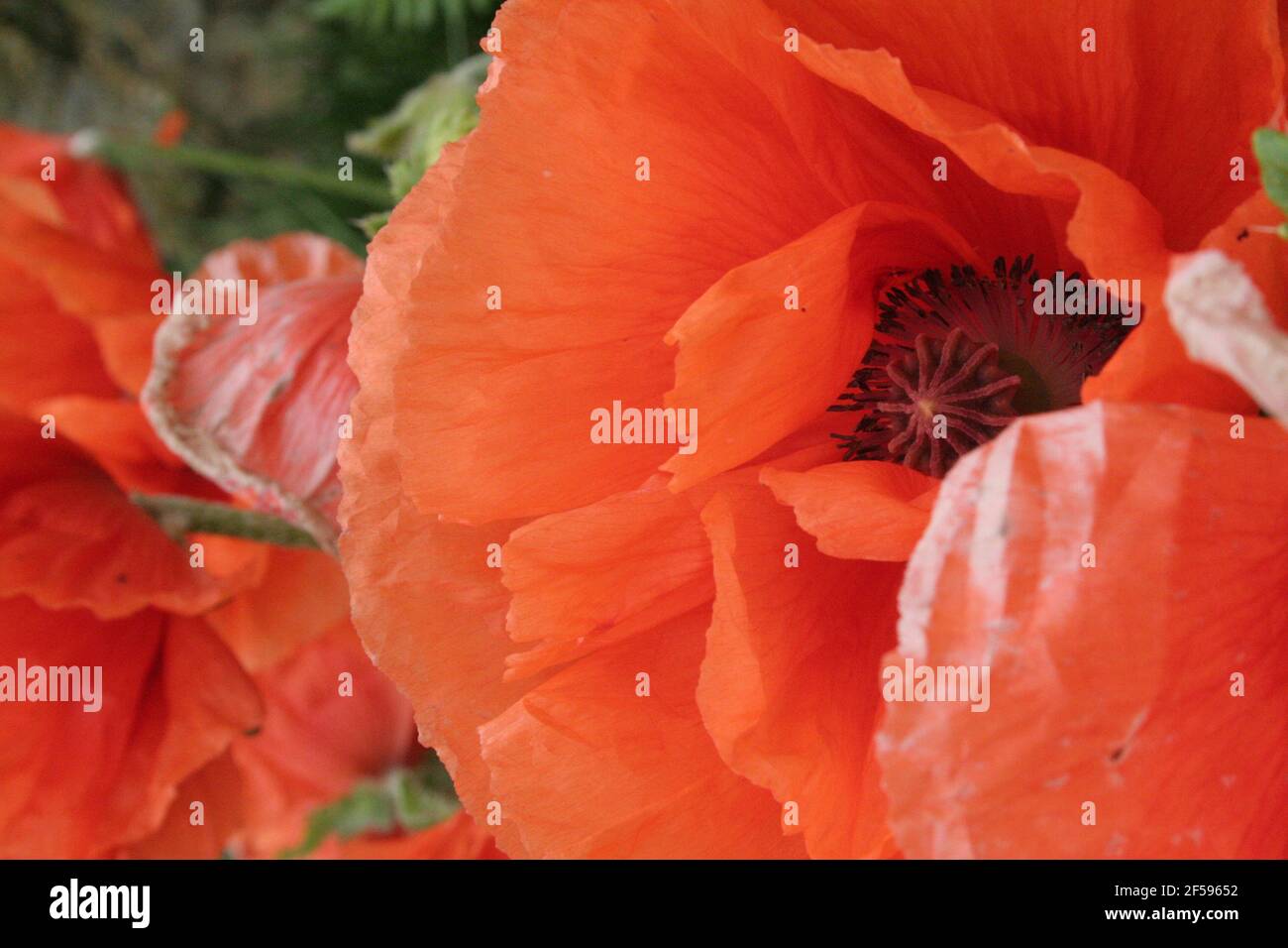 Poppy Centre Right Stock Photo - Alamy