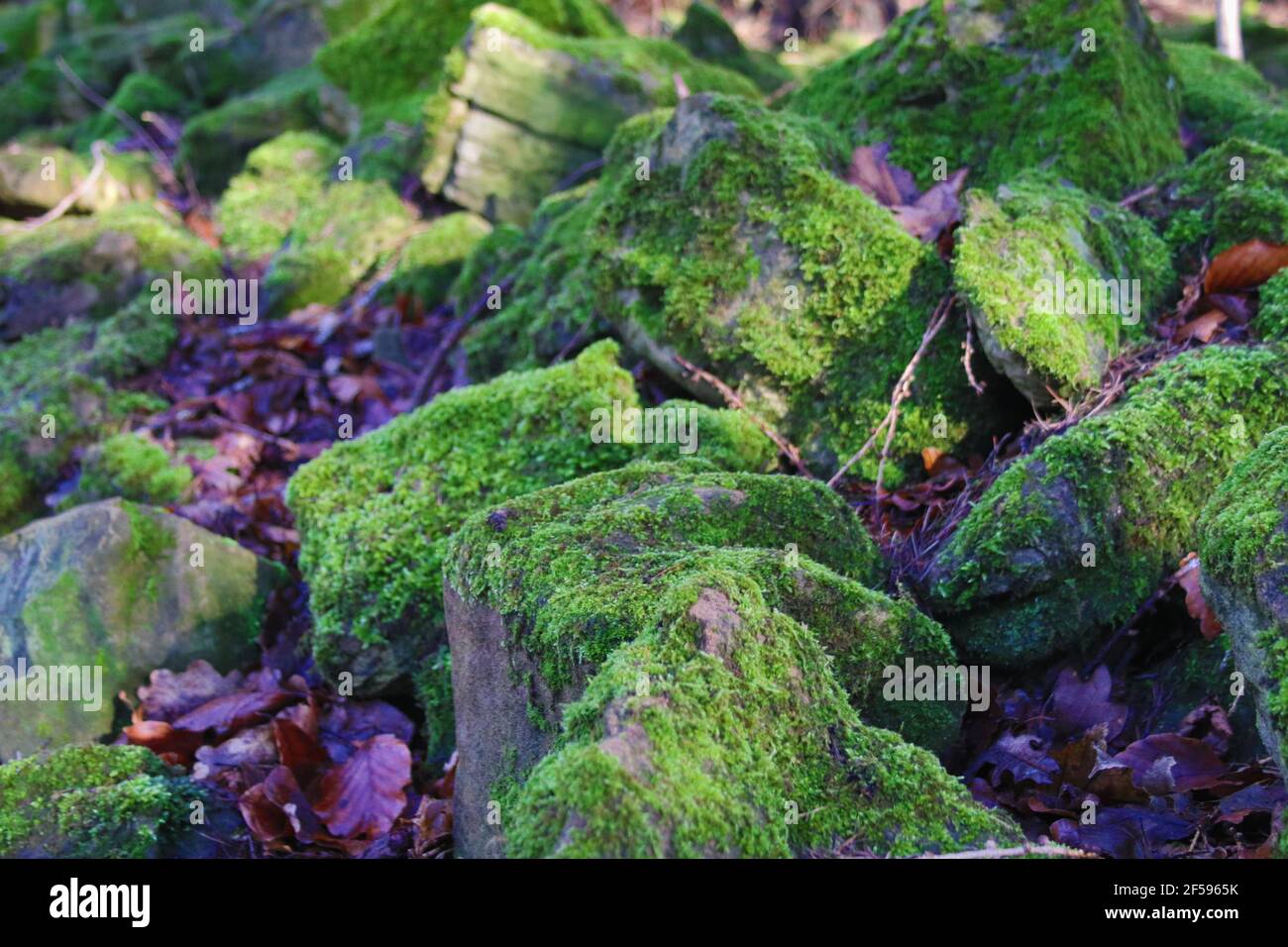 Moss covered stones from fallen sandstone wall with leaves on the ...
