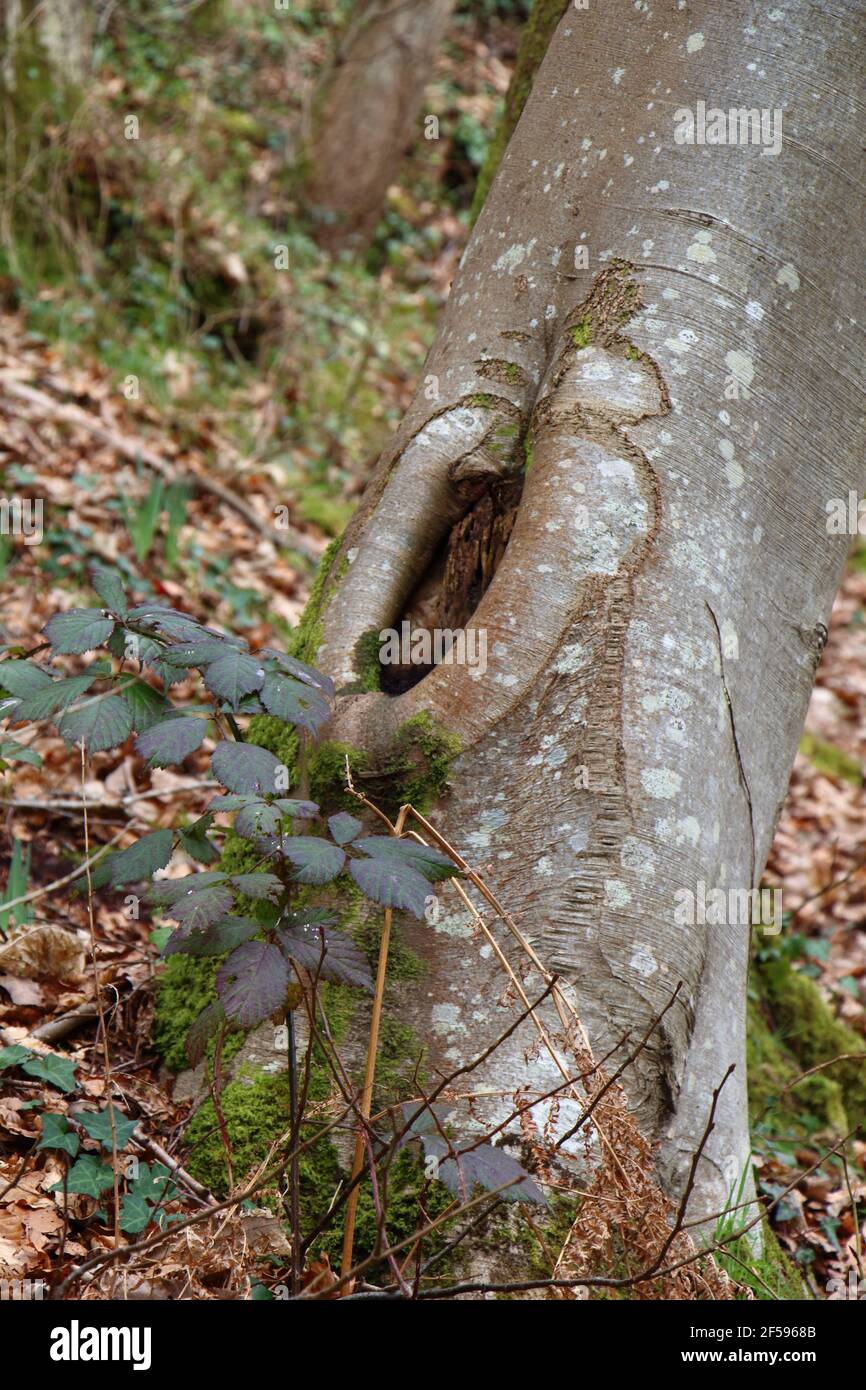 Callus of a tree after trimming a branch Stock Photo - Alamy