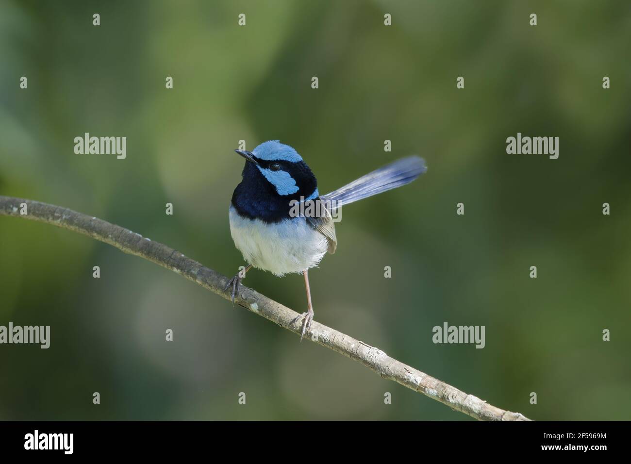 Superb Fairywren Malurus cyaneus Lamington National Park Queensland ...