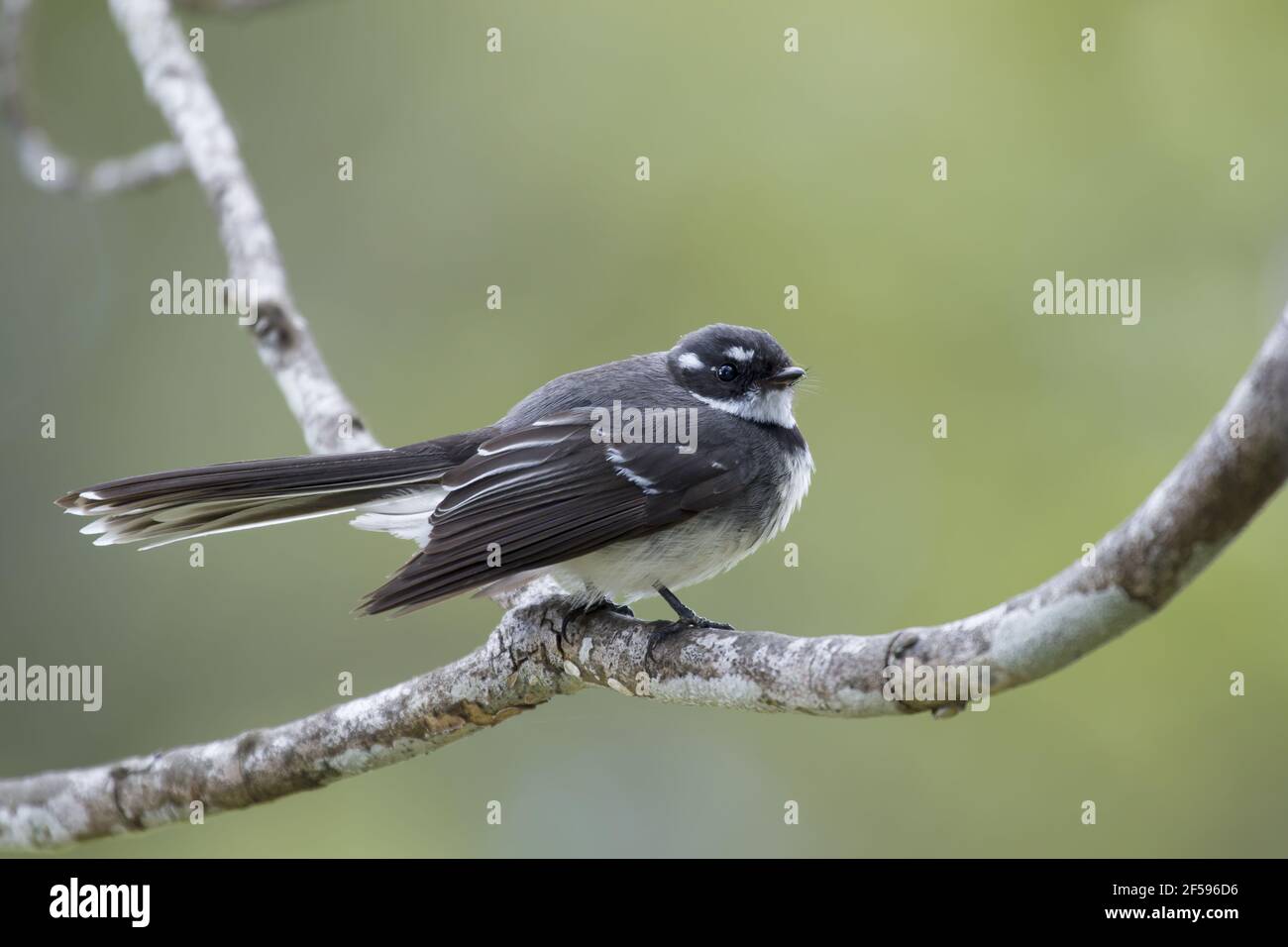 Australian fantail hi-res stock photography and images - Alamy