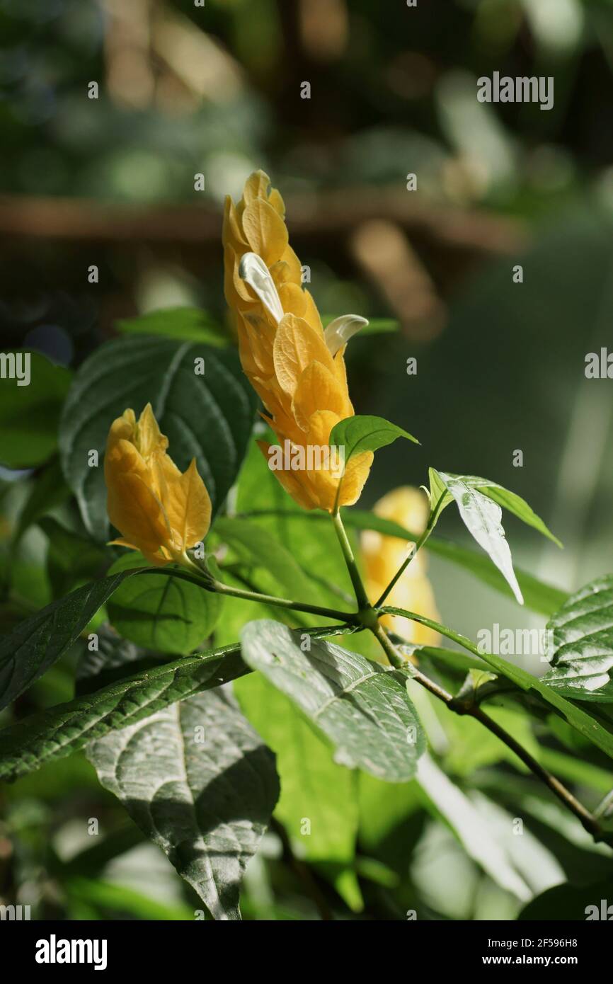 Shrimp plant pachystachys lutea acanthaceae hi-res stock photography ...