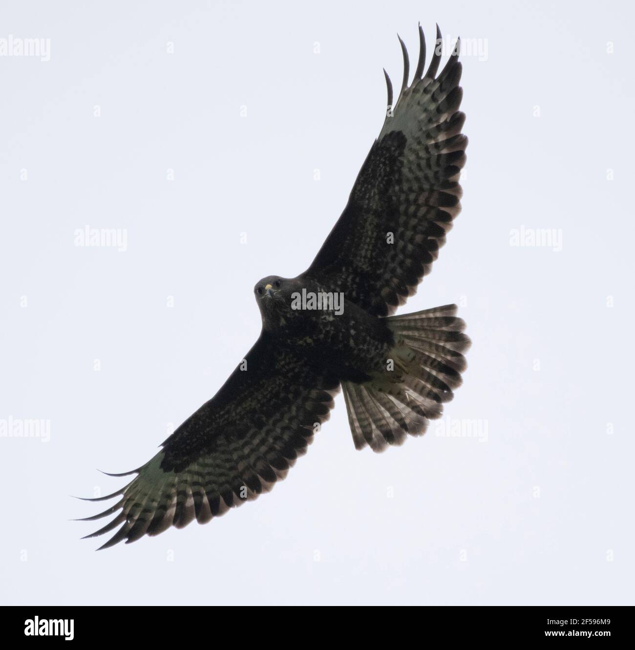 Buzzard soaring hi-res stock photography and images - Alamy