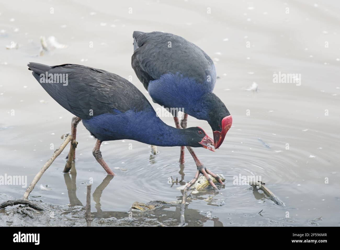 Cane toad eating bird hi-res stock photography and images - Alamy
