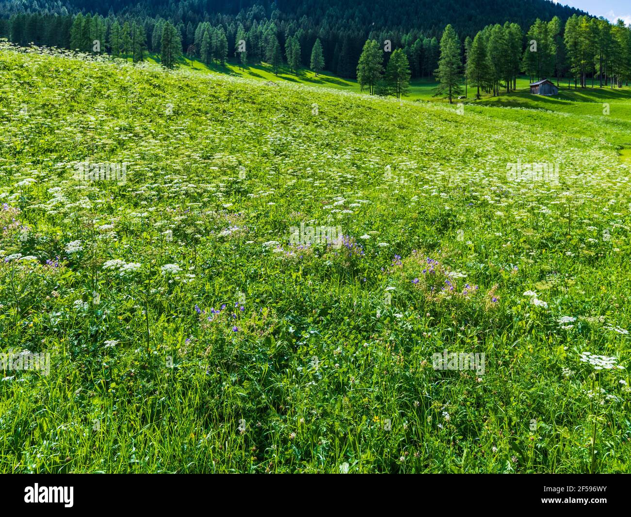 Typical views of the dolomitic valley floor. The Val Fiscalina Stock ...