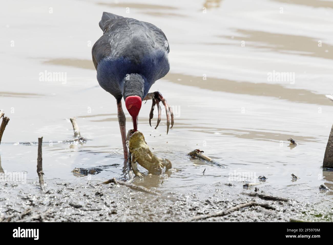 Cane toad eating bird hi-res stock photography and images - Alamy