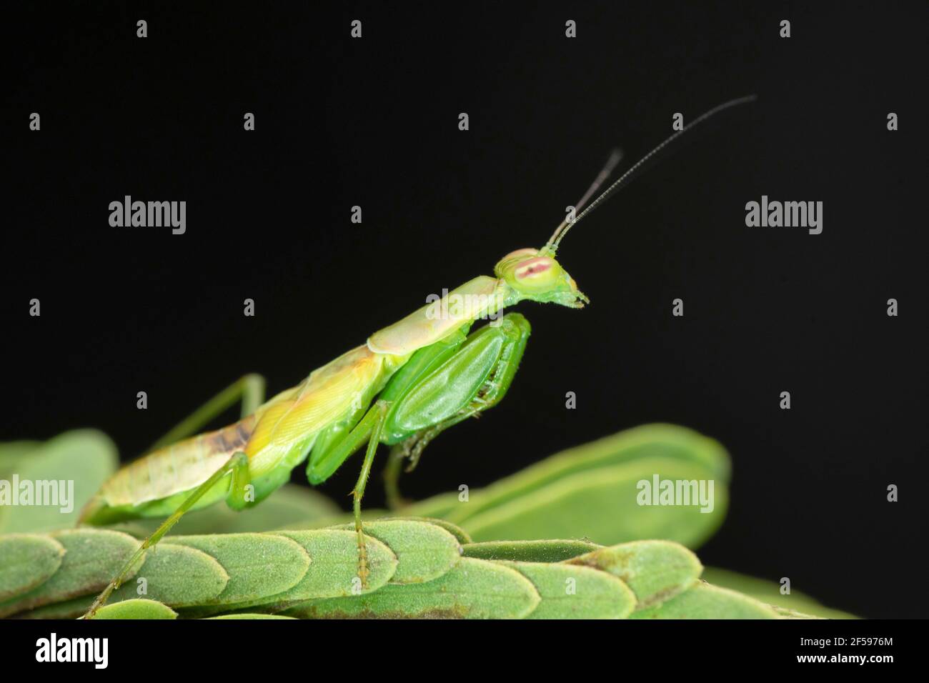 Odontomantis hi-res stock photography and images - Alamy