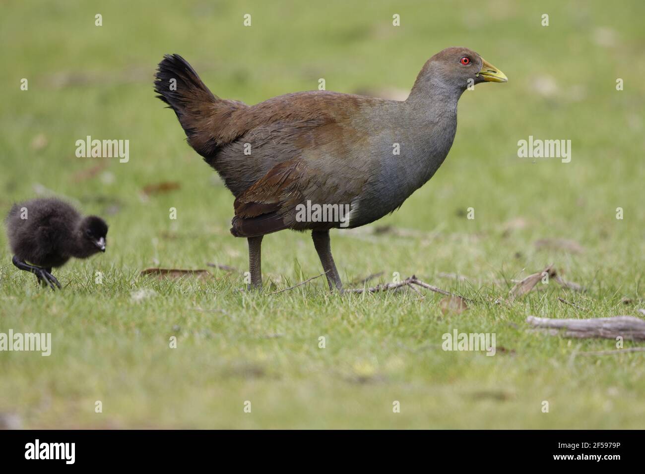 Tasmanian native hen hi-res stock photography and images - Alamy