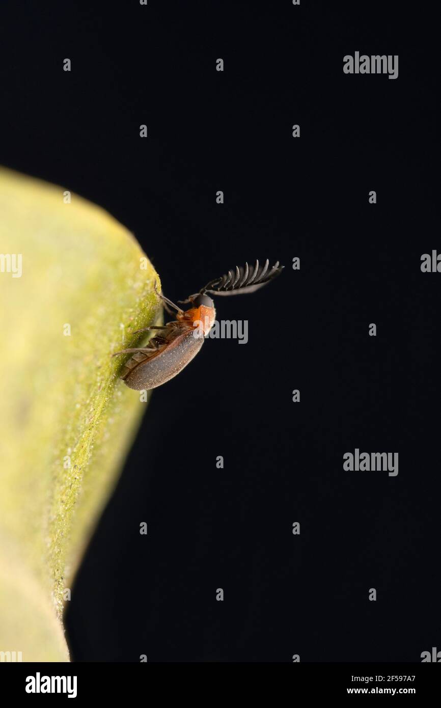 Lateral of Fan Antennae beetle, Granuleubrica atriceps, Satara ...