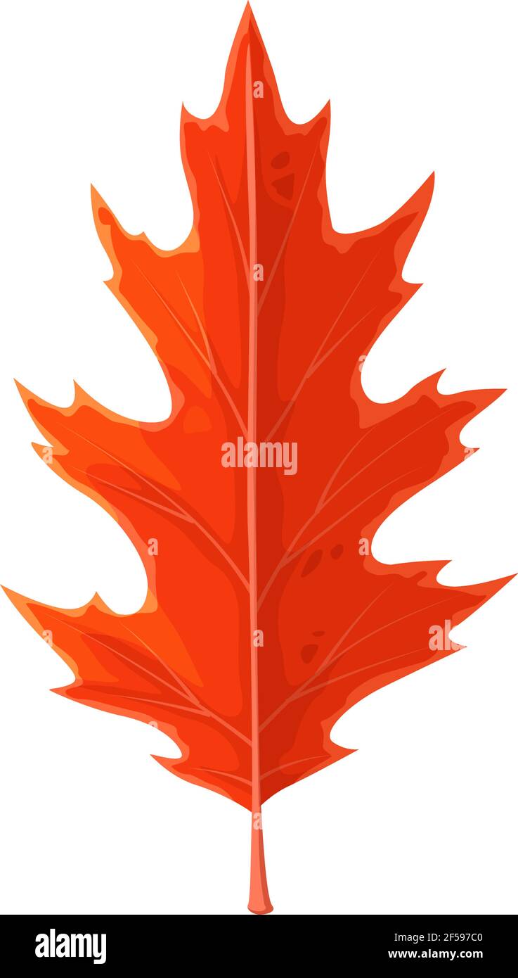 Autumn maple leaf cartoon isolated vector icon Stock Vector Image & Art ...