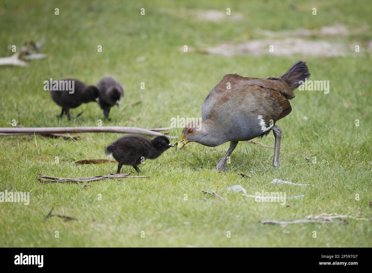 Tasmanian native hen hi-res stock photography and images - Alamy