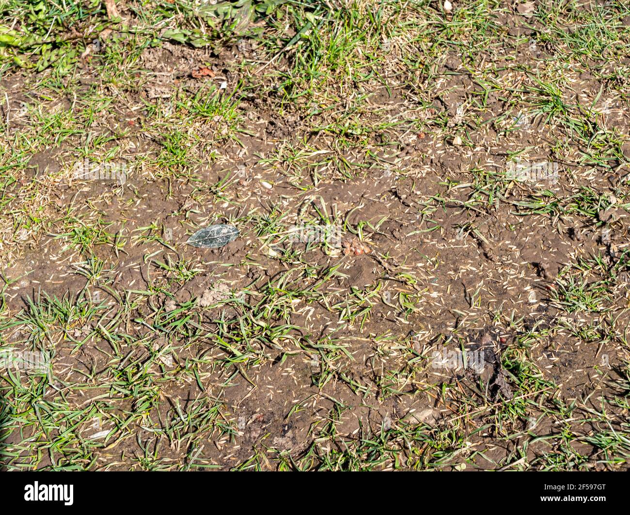 Sowing lawns in the garden in spring Stock Photo - Alamy