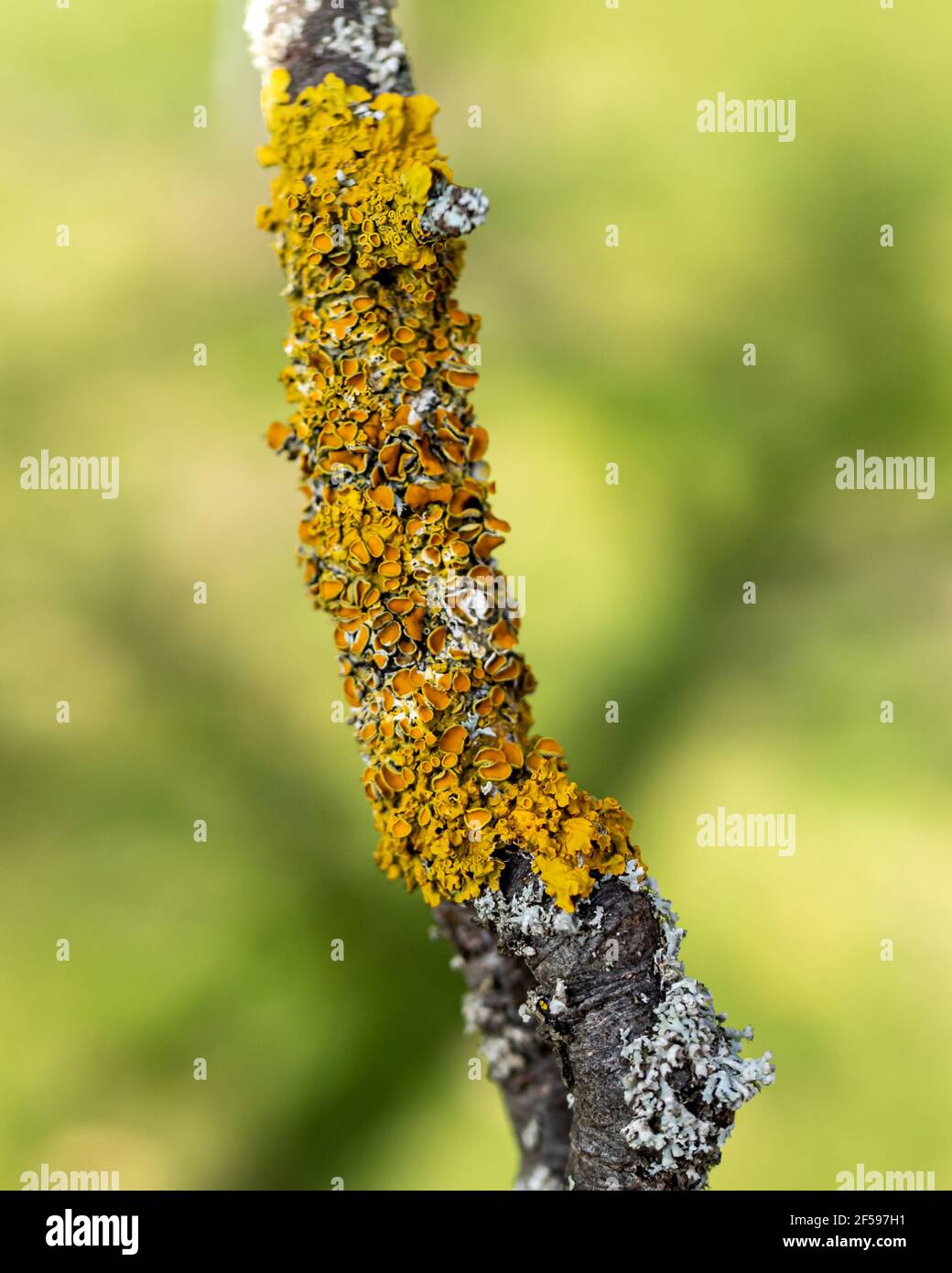 Lichen on apple tree hi-res stock photography and images - Alamy