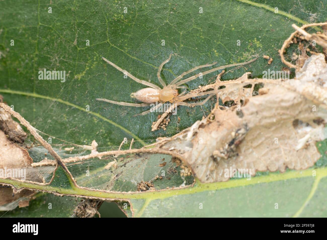 Clubiona terrestris hi-res stock photography and images - Alamy
