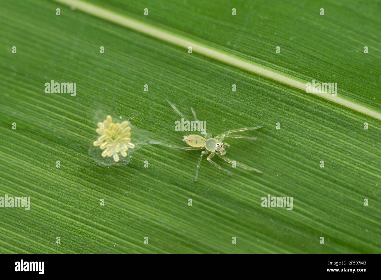 Translucent green jumping spider hi-res stock photography and images ...
