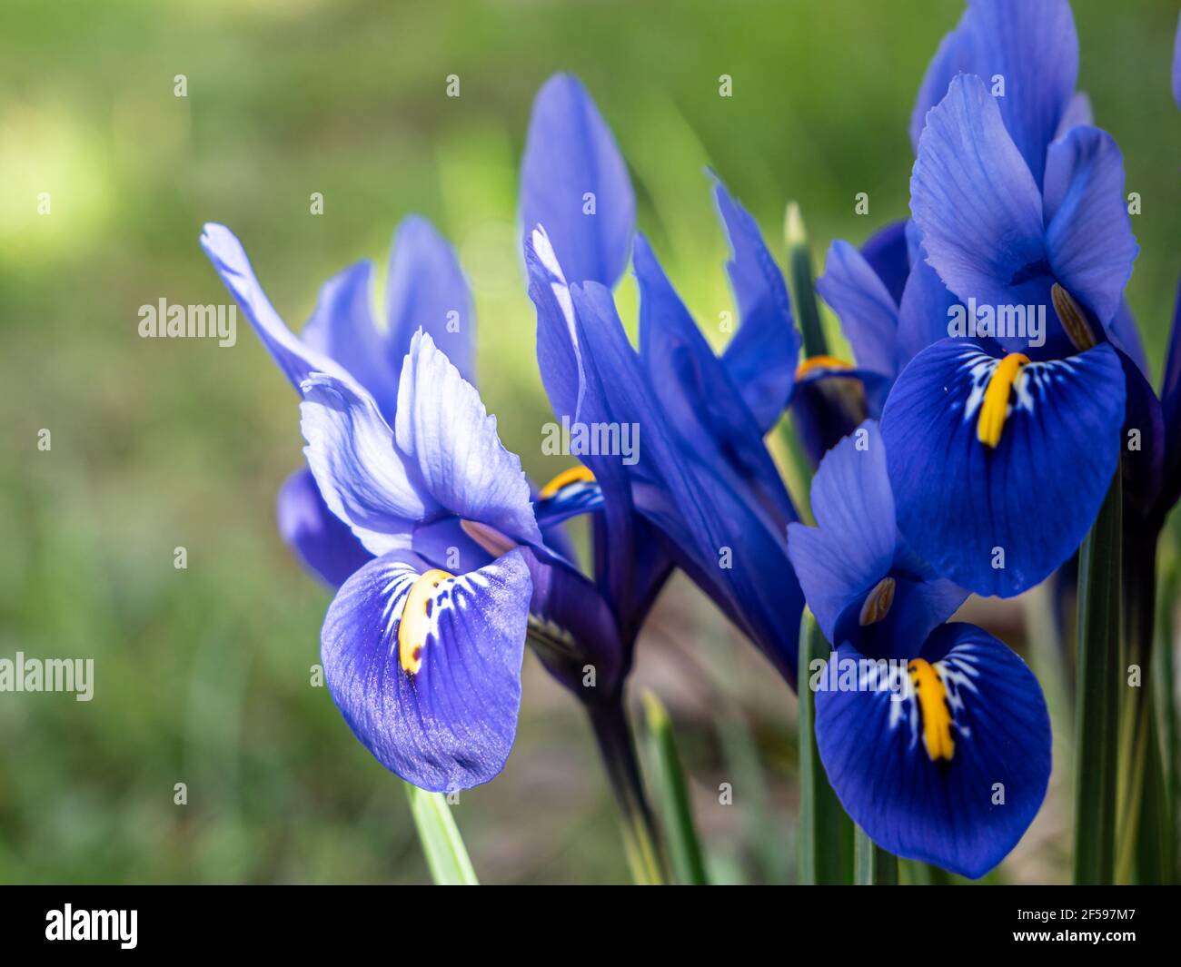 Iris flowers in the spring garden Stock Photo - Alamy