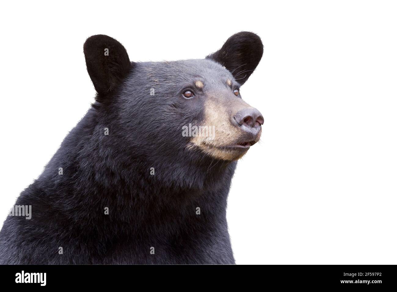 Black bear isolated on white Stock Photo - Alamy