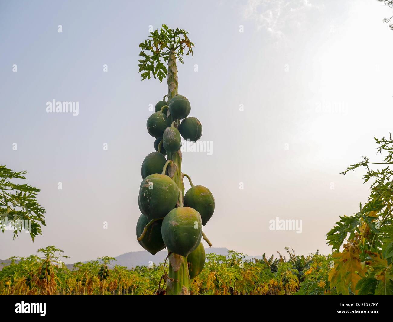 Papaya orchard hi-res stock photography and images - Alamy