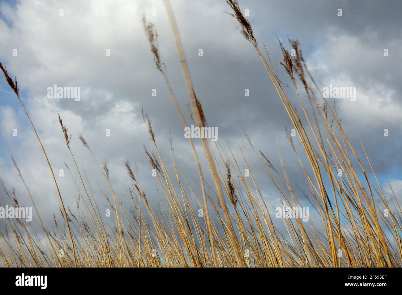Meadow of dry Common Reed, Phragmites australis, close-up with blue sky ...