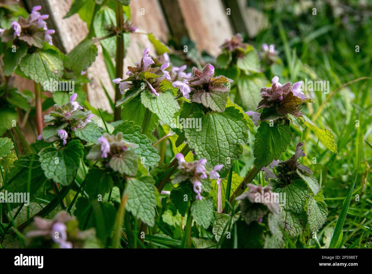 Close-up of the wildflowers Red Dead-nettle (Lamium purpureum Stock ...