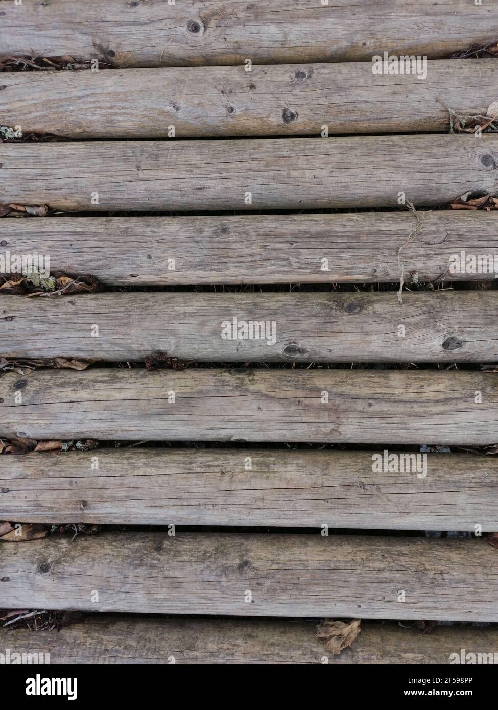 Top view of logs of a tree on the ground Stock Photo - Alamy
