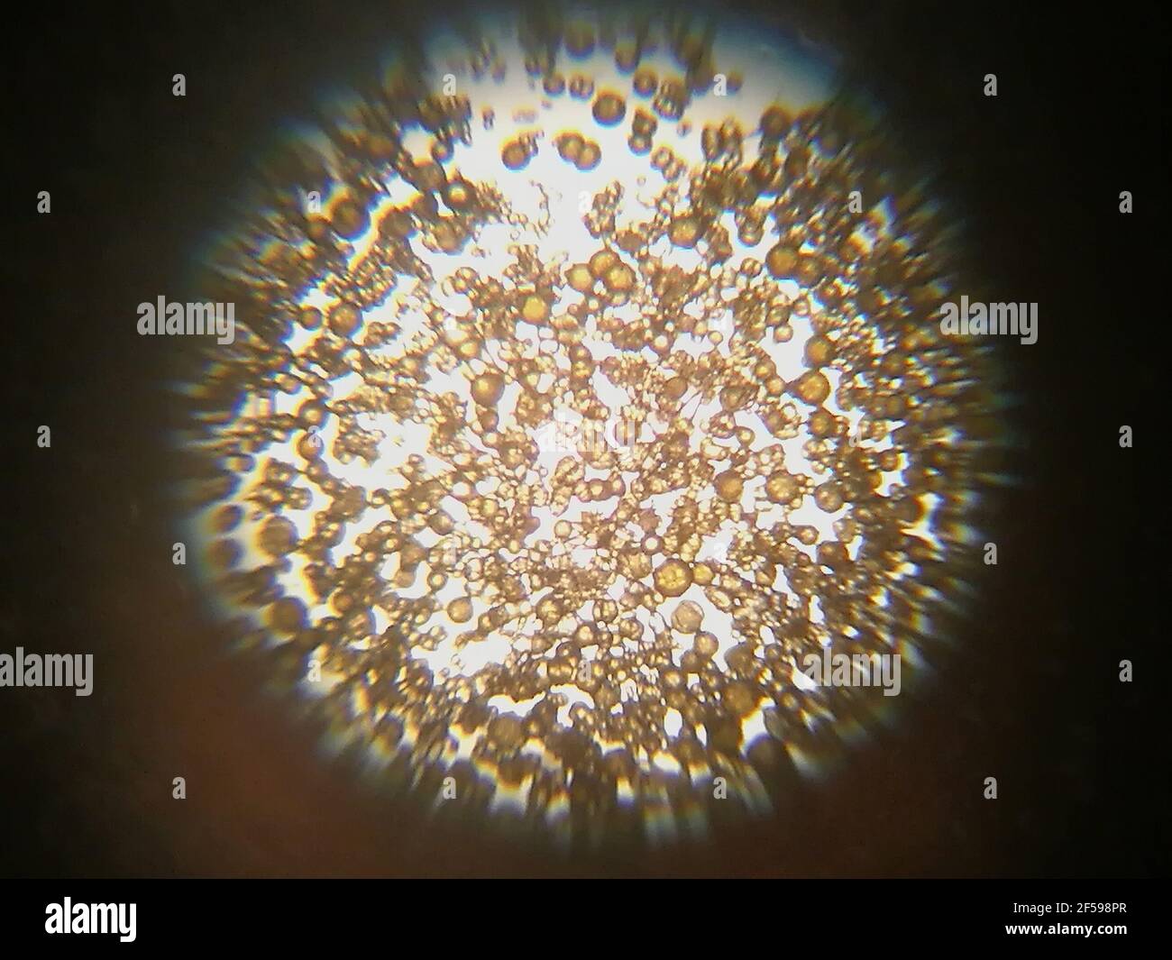 Liquid crystal microscope hi-res stock photography and images - Alamy