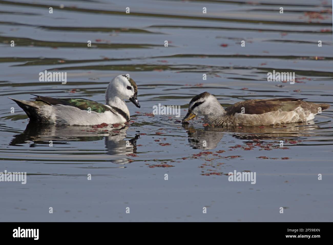 Cotton Pygmy Goose - pair Nettapus coromandelianus Atherton Tablelands ...