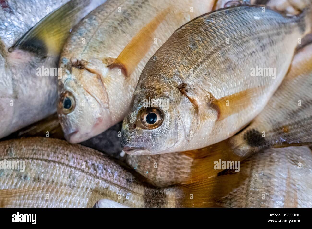 Algarve fish market hi-res stock photography and images - Alamy