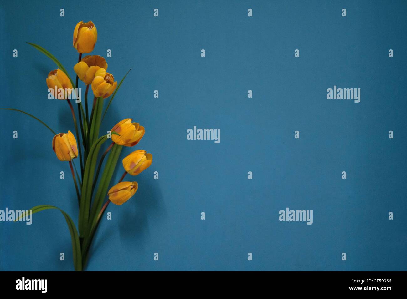 One of the largest dahlias, Dahlia 'Fairway Spur' plant and peachy-pink ...