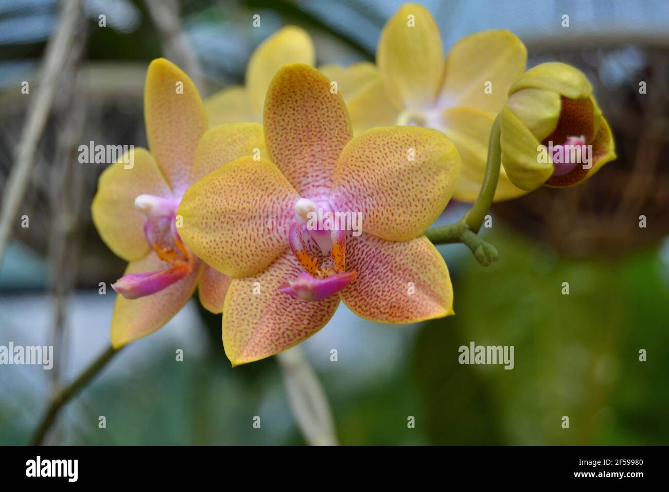 Closeup orchids hi-res stock photography and images - Alamy