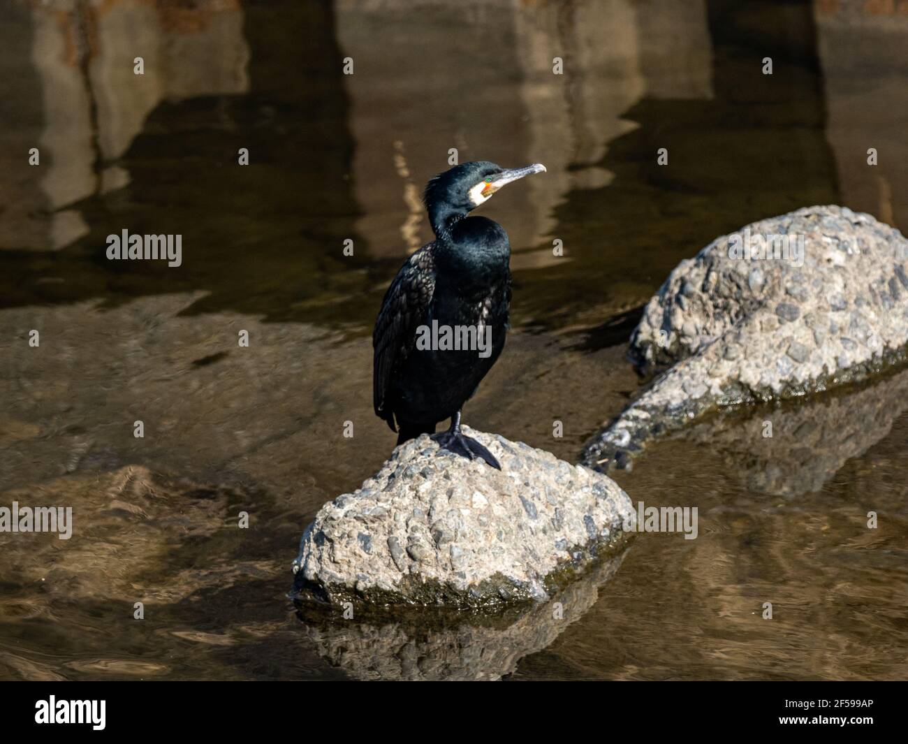 Portrait of a black cormorant standing on a stone in the Sakai River ...