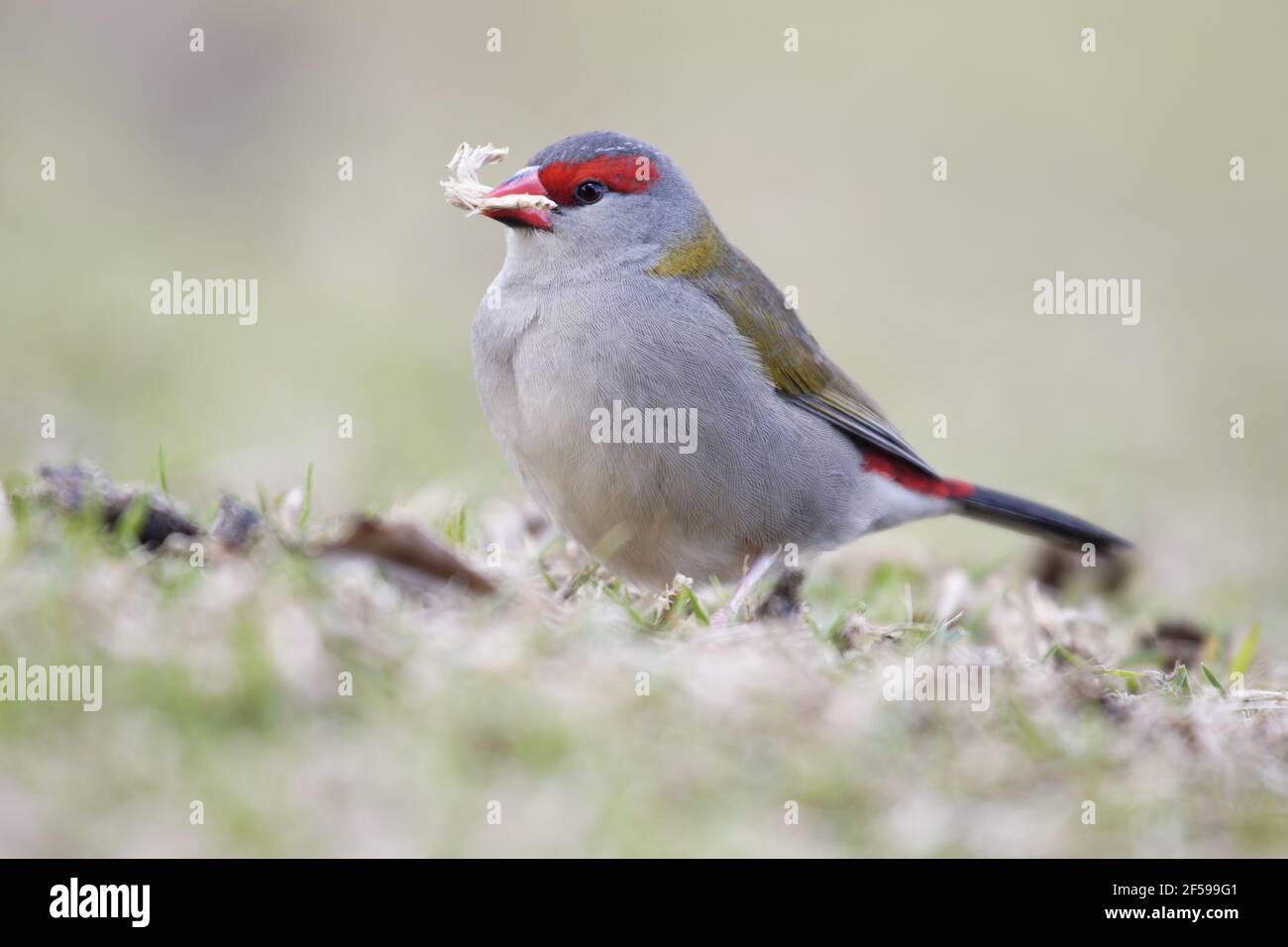 Red-browed Firetail - feeding on ground Neochmia temporalis Lamington ...