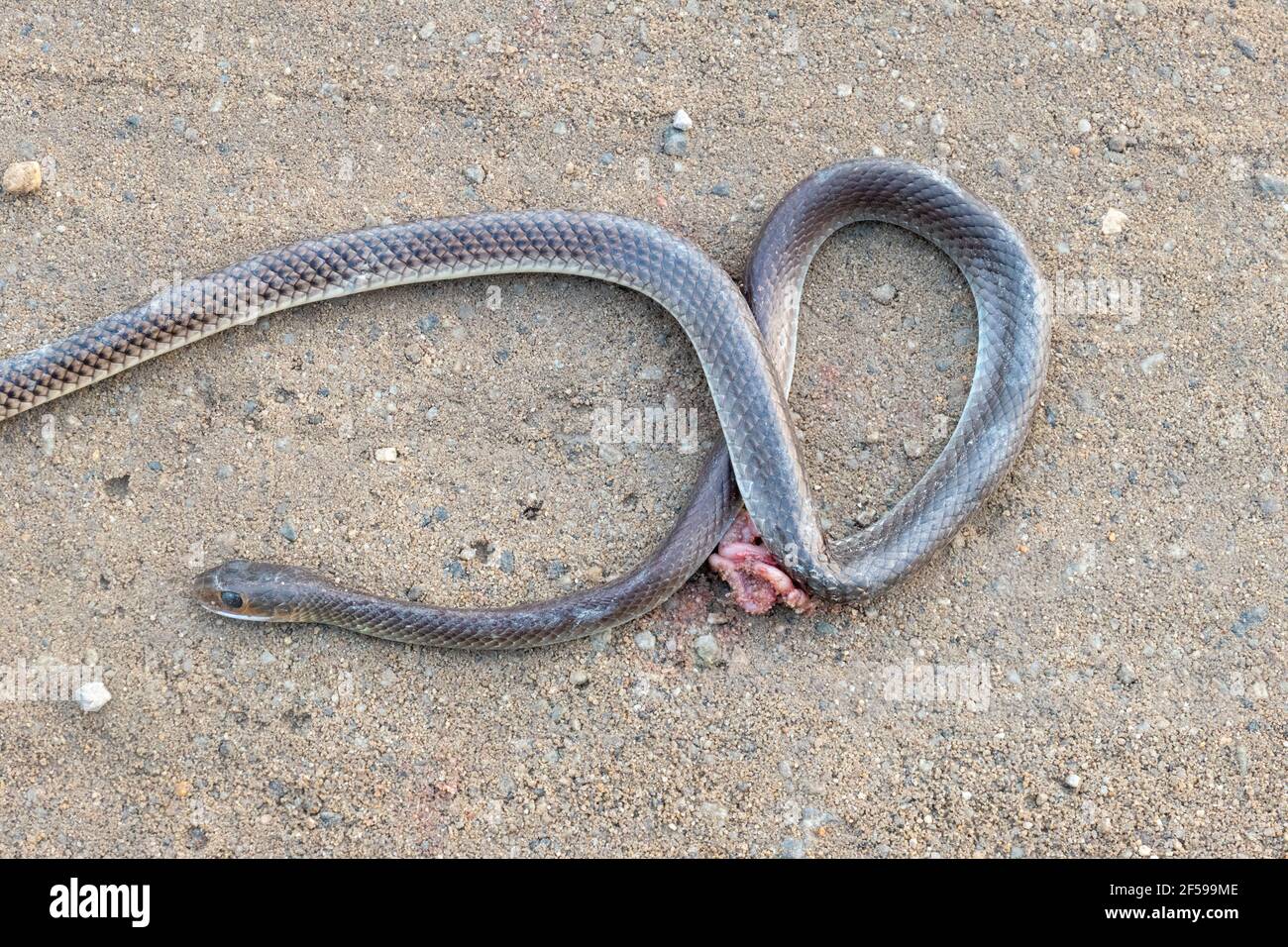Closeup of a dead snake on the ground during daylight Stock Photo - Alamy