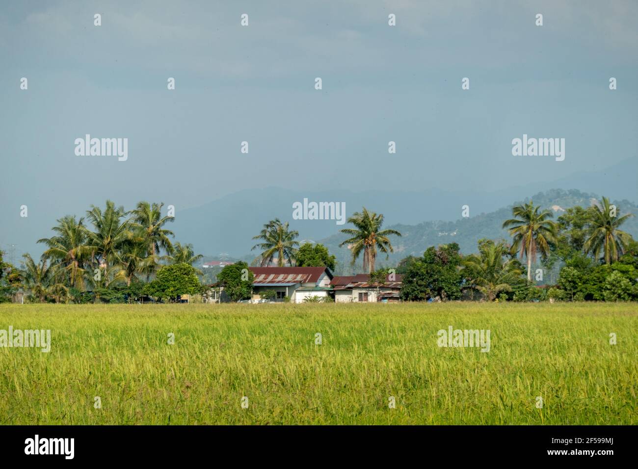 House in a large paddy field during daylight Stock Photo - Alamy