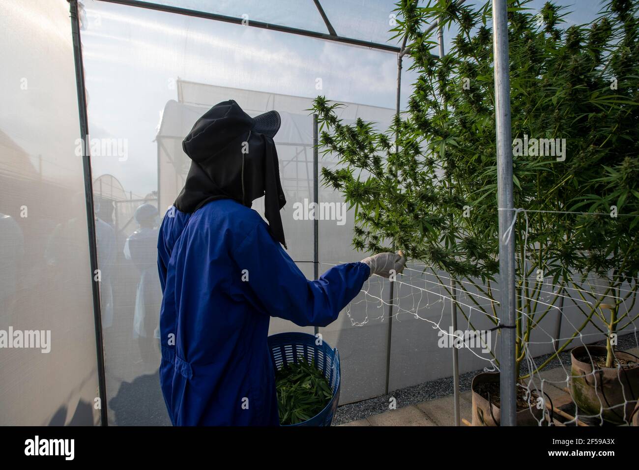 Cannabis grow farms hi-res stock photography and images - Alamy