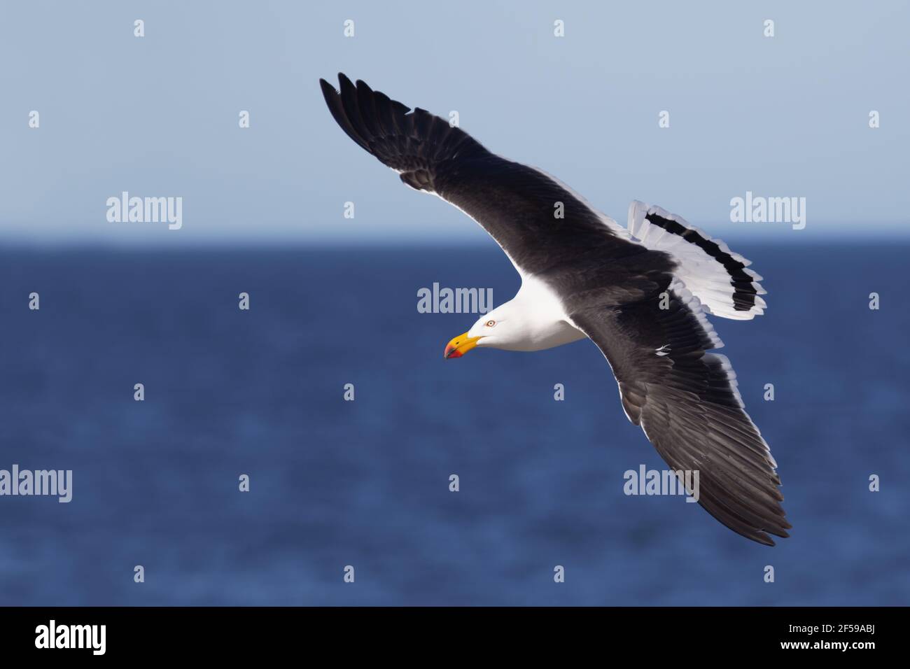 Pacific gull hi-res stock photography and images - Alamy