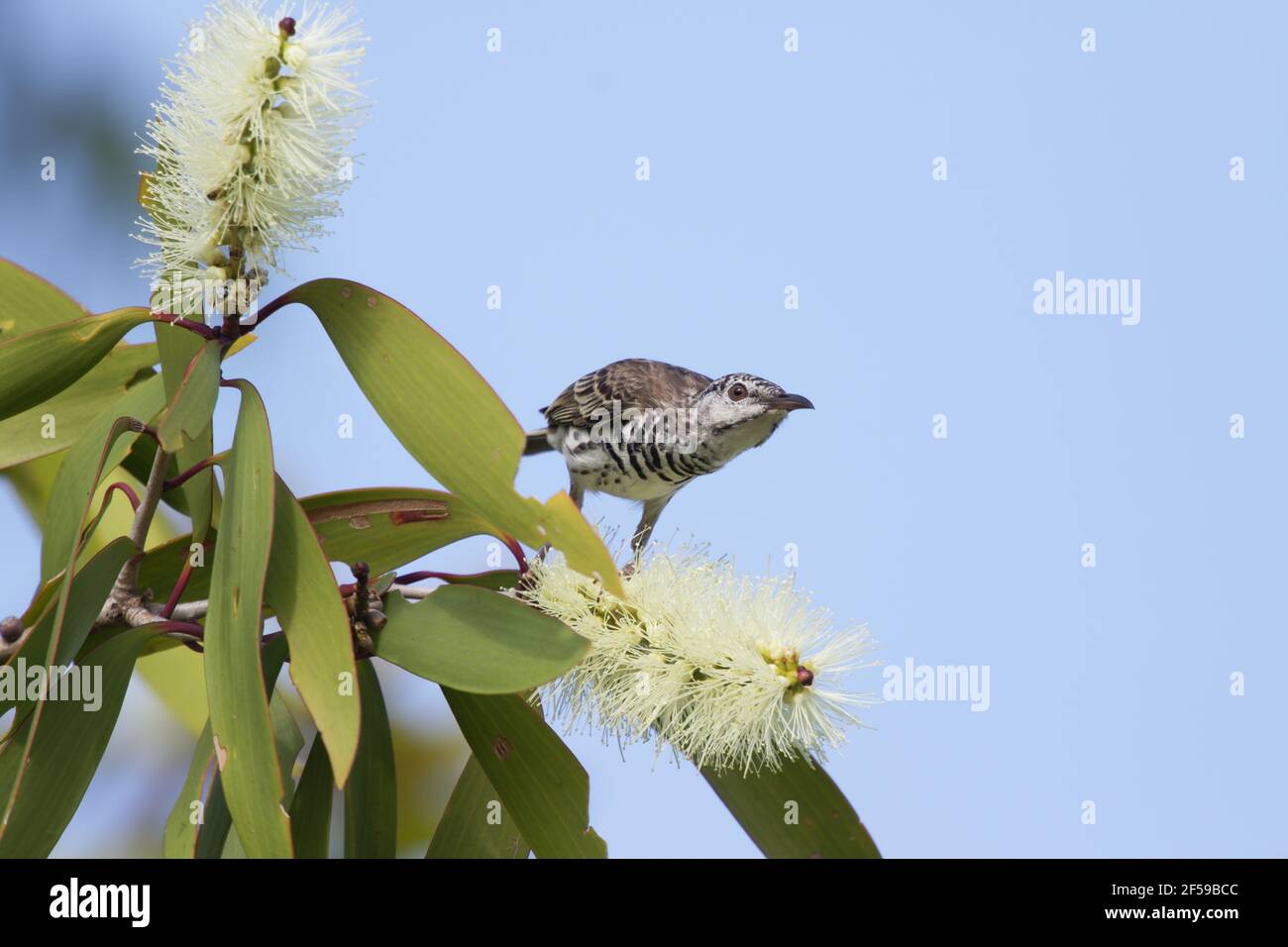 Bar-breasted Honeyeater - feeding on Melaleuca flowers Ramsayornis ...